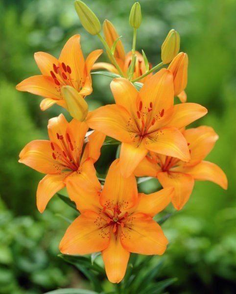 Ljiljan-Lilium Asiatic Orange