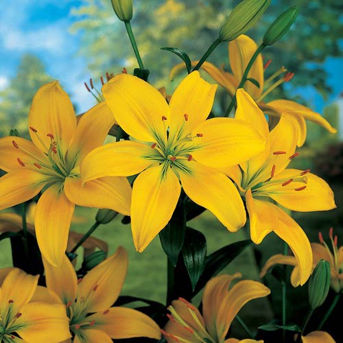 Ljiljan-Lilium Asiatic Yellow