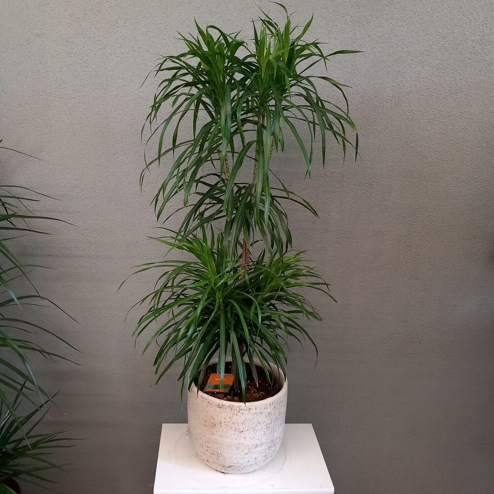 Dracena Reflexa 110 cm