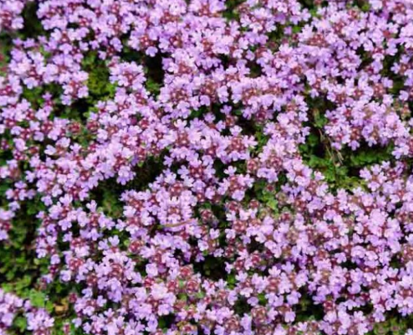 Thymus Serpyllum ‘Elfin’ – Puzava Majčina dušica