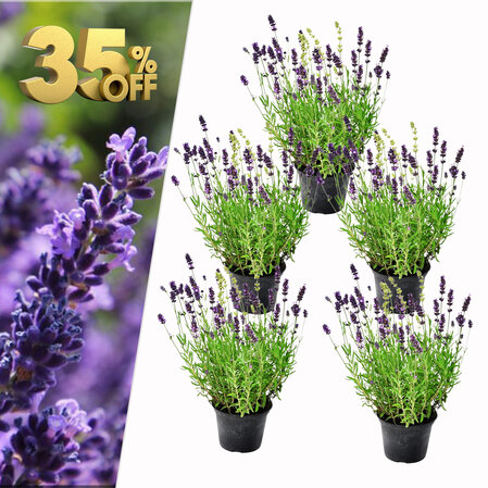 5x Lavanda