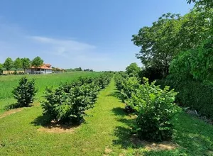 Prodaja Građevinsko zemljište - Irig, Krušedol