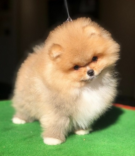 Pomeranci, Pomeranian, Boo štenci