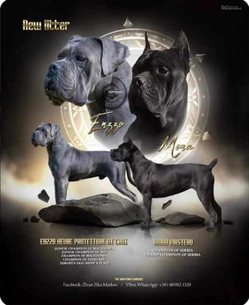 Cane Corso štenci