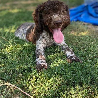 Lagotto romagnolo, štenci vrhunskog kvaliteta