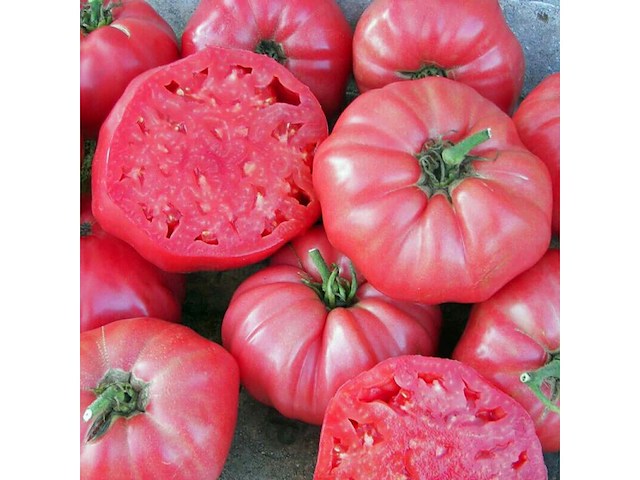 Seme Ruskog paradajza ~ Pink cudoviste