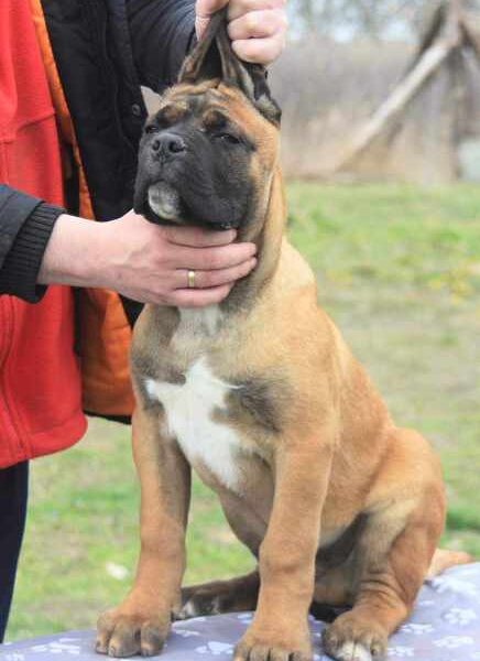 Cane Corso štenci