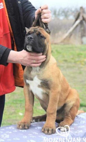 Cane Corso štenci