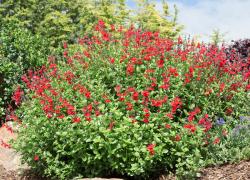 Salvia microphylla Royal Bumble - crven cvet