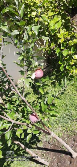 sadnice jabuka SEKA ICHI