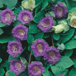 Cobaea Scandens (10 semenki)