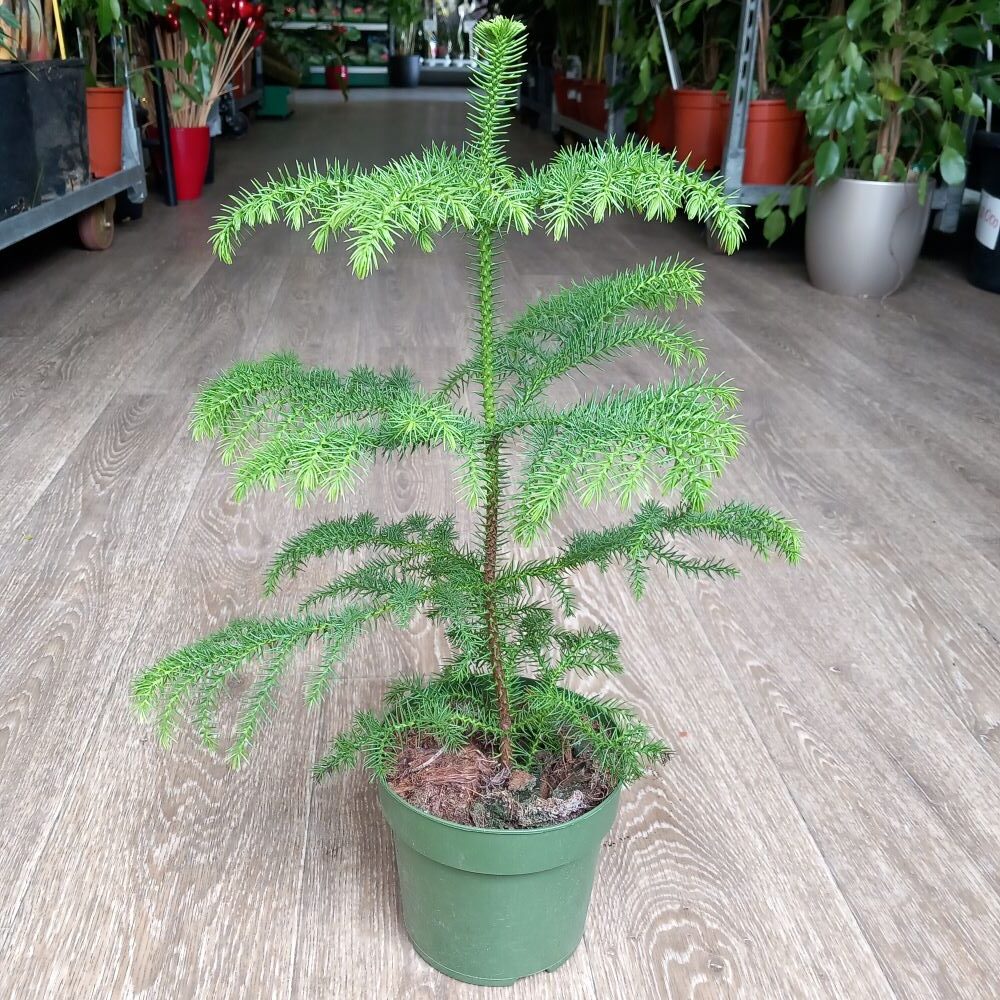 Araucaria heterophylla 40 cm