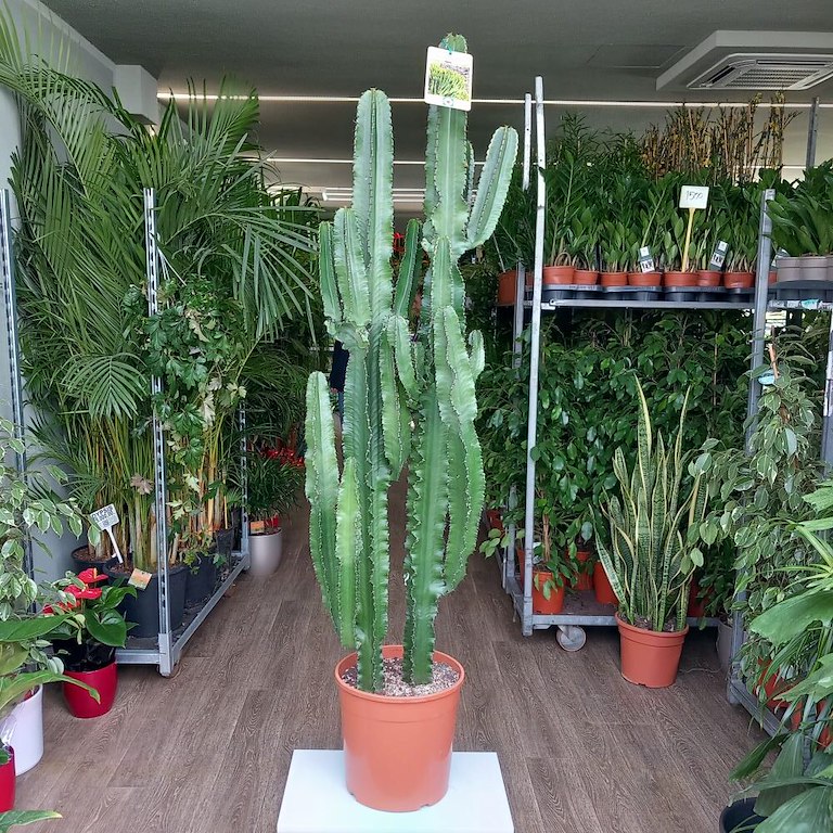 Euphorbia 160 cm