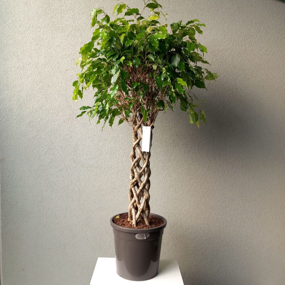 Ficus benj. Remaining koker 130 cm