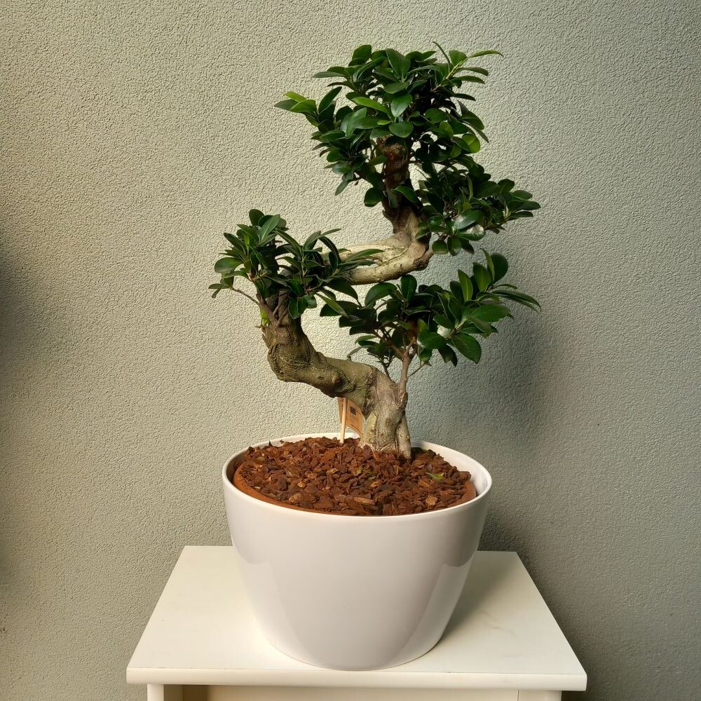 Ficus microcarpa Ginseng 75 cm