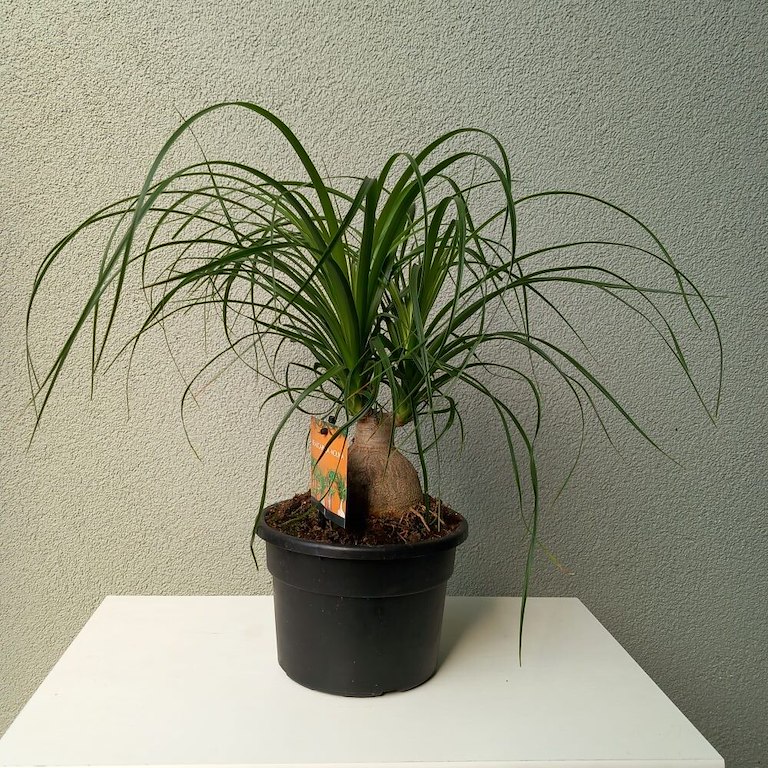 Nolina recurvata 50 cm