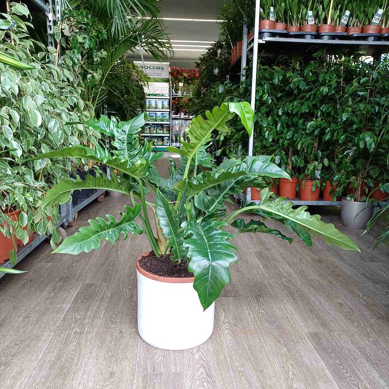 Philodendron Narrow Escape 75 cm