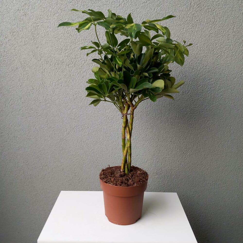 Schefflera arboricola 75 cm