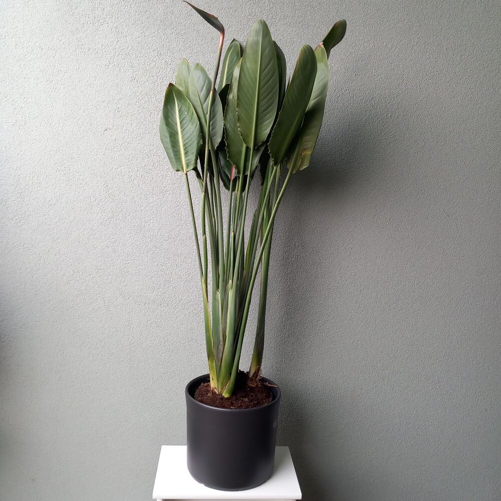 Strelitzia reginae 150 cm