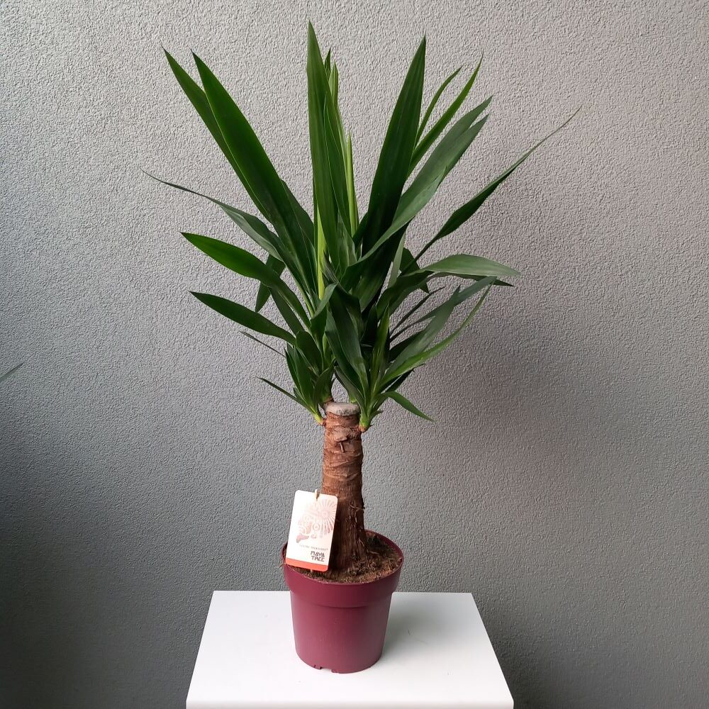 Yucca single stem 80 cm