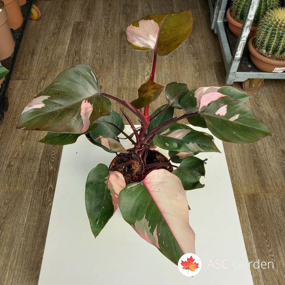 Philodendron Pink princess 90 cm