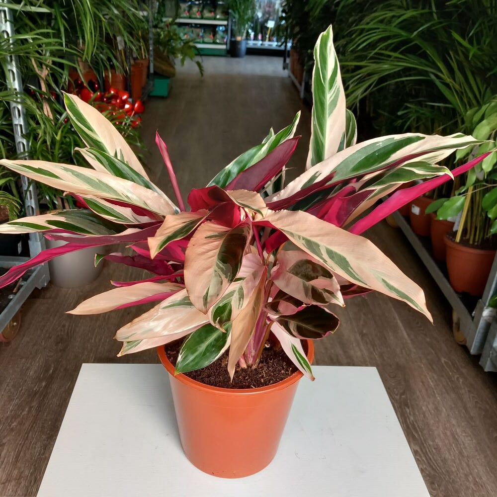 Calathea Stromanthe sanguinea ‘Stripestar’ 50 cm