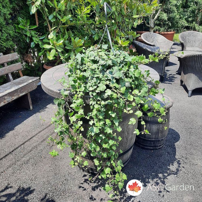 Hedera helix 120cm