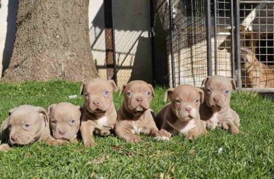 American bully exotic stenci u lilac boj