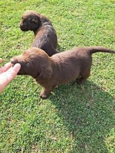 Labrador štenci na prodaju, čokoladni i c