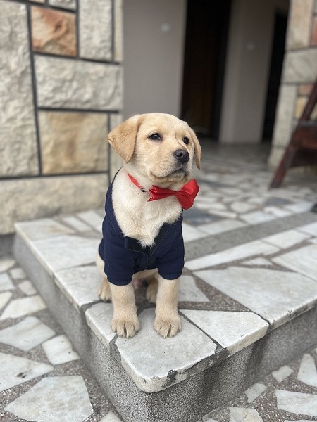 Labrador štenci na prodaju