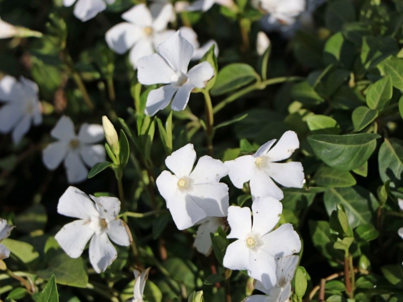 VINKA bela - Vinca minor alba