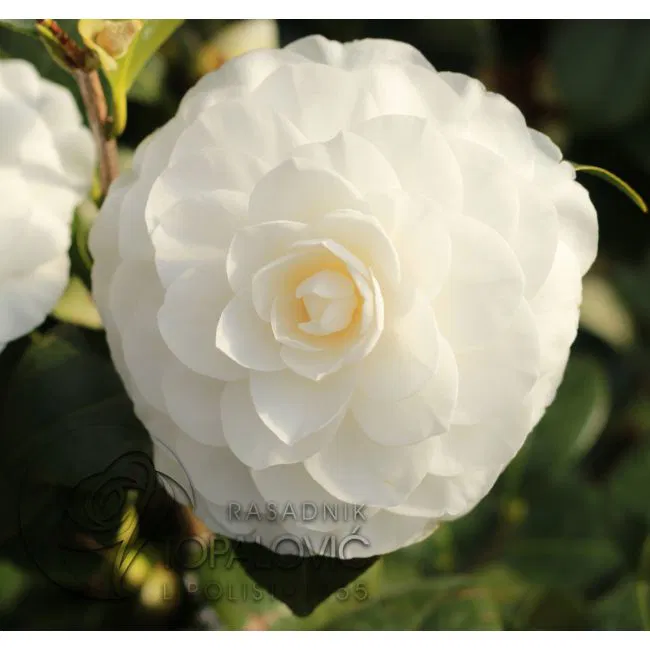 Camellia japonica 'Nuccio's Gem' • C7 L • 40/60 cm