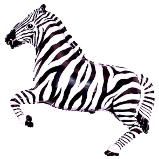 Zebra crna 40″