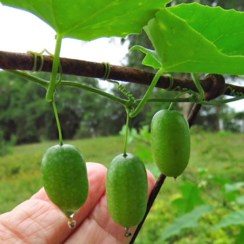 Seme krastavca iz Gvadelupe (Melothria pendula)