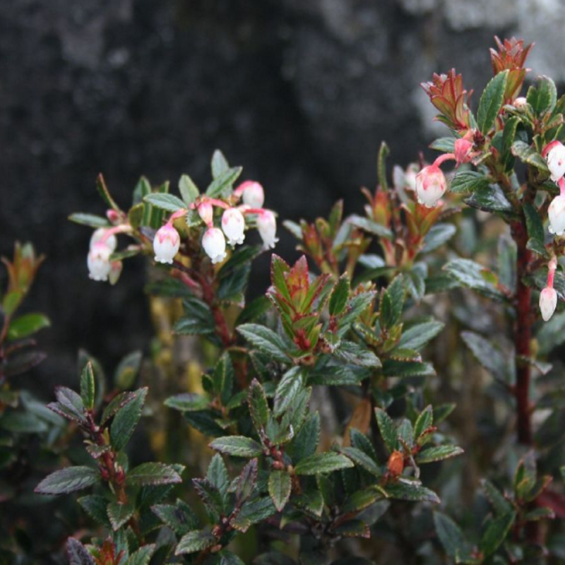 Seme Gaultheria mirsinoides