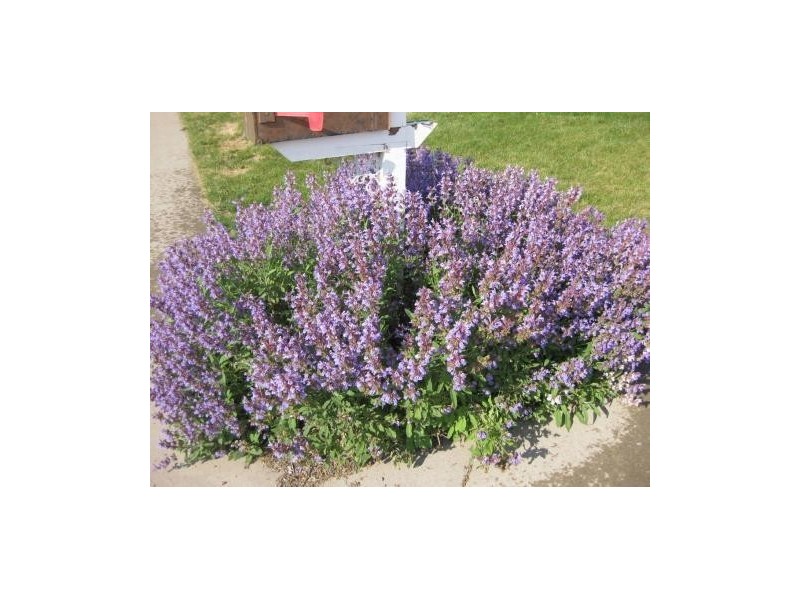 Zalfija - Salvia officinalis