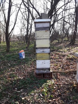 1 DB društvo pčela sa košnicom