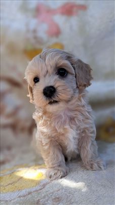 Maltipoo