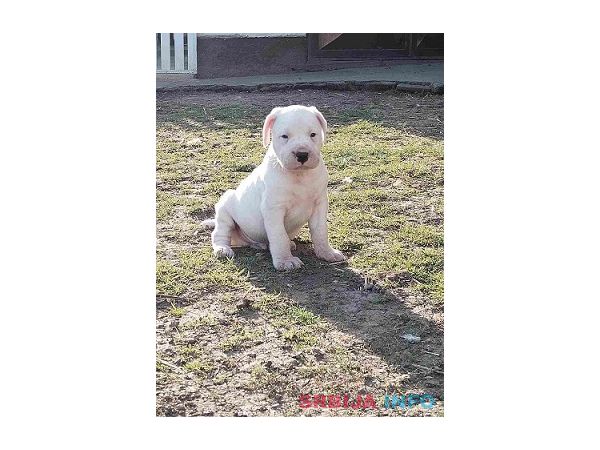 Dogo Argentino štenci