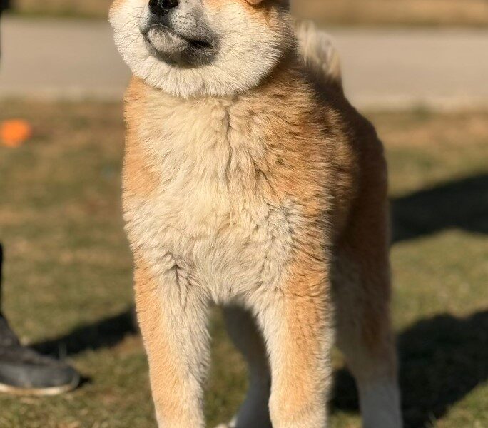 Japanska Akita štenci