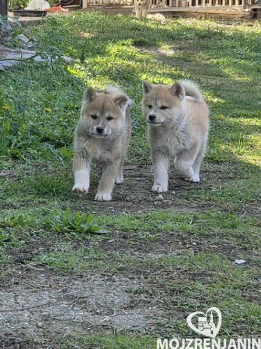 Japanska Akita, štenci