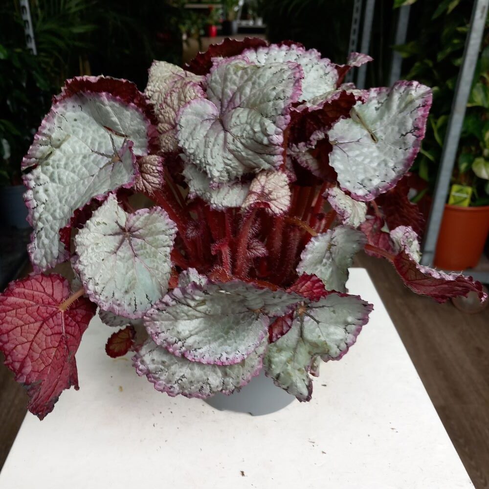 Begonia mix 35 cm