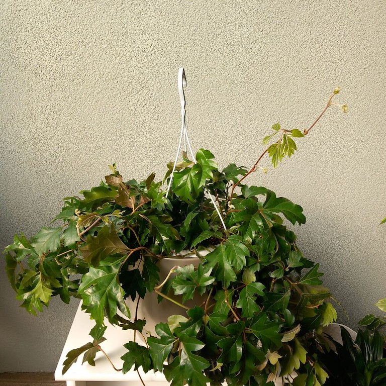Cissus rhombifolia Ellen Danica 50 cm