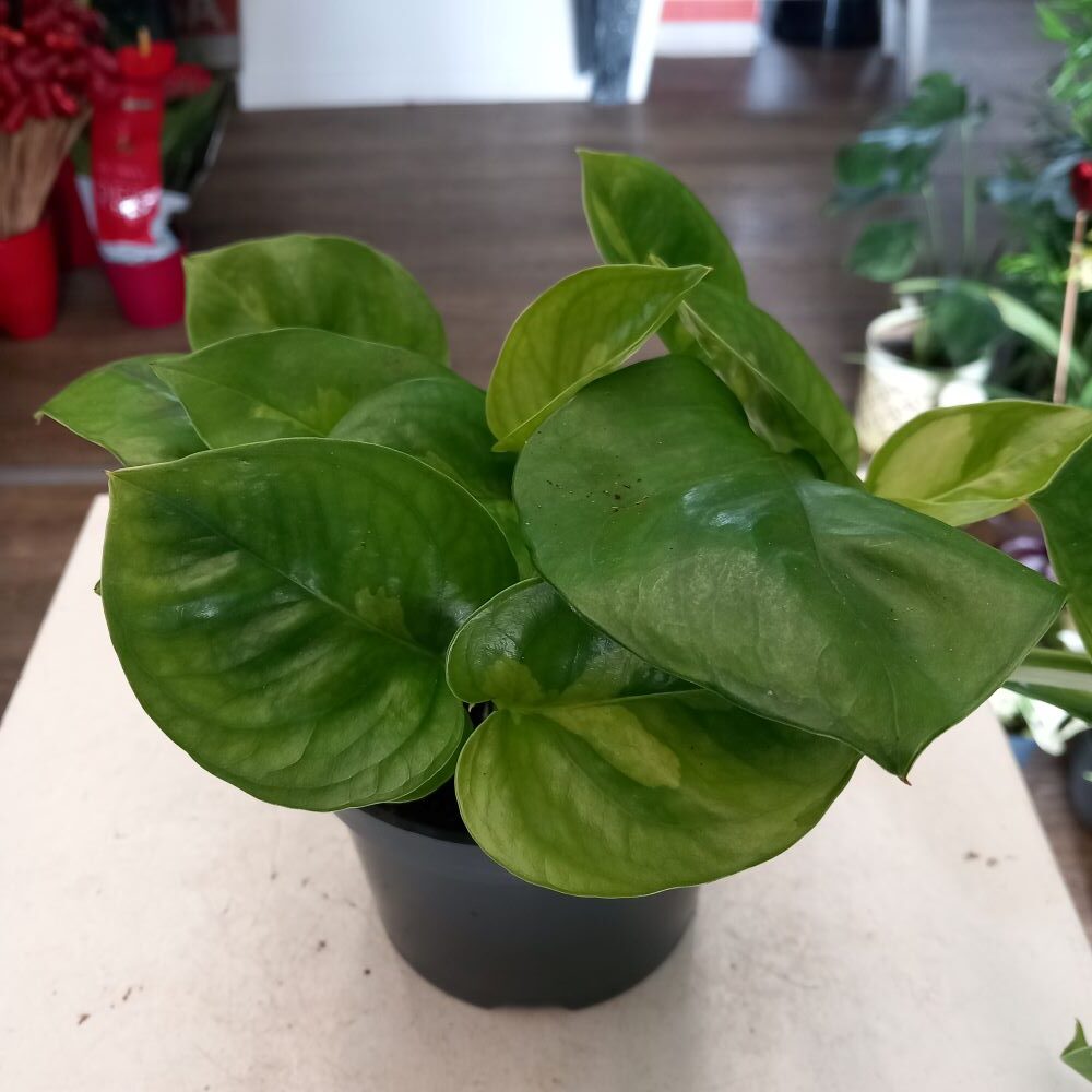 Epipremnum pinnatum Global Green 20 cm