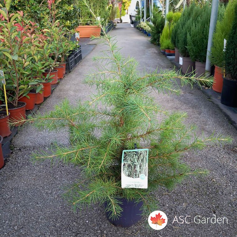 Cedrus deodara 75 cm