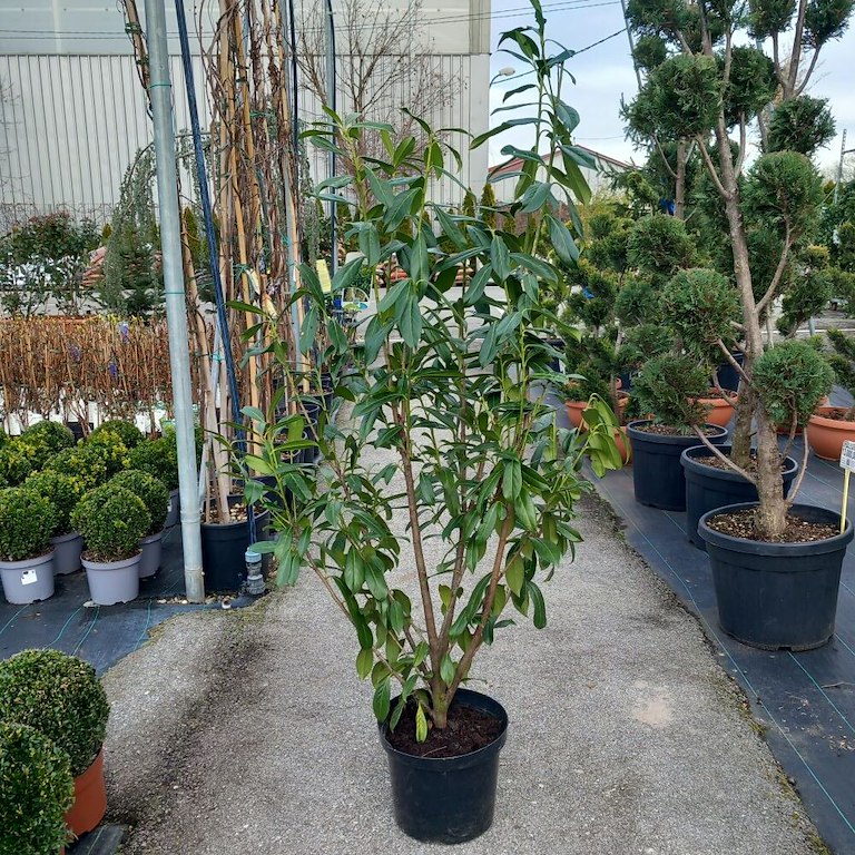 Prunus laurocerasus Caucasica 170 cm