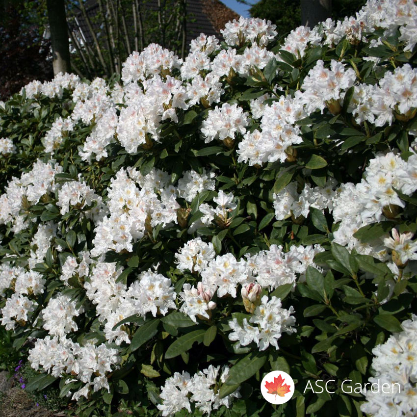 Rhododendron Cunninghams White 30 cm