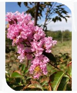 Lagestroemia indica-indijski jorgovan