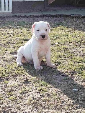 Dogo Argentino štenci