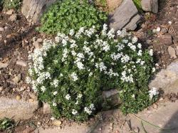 Arabis sturii